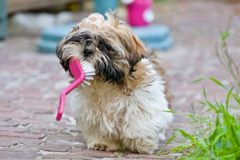 Must-Have Pet Essentials: Everything Your Furry Friends Need ...